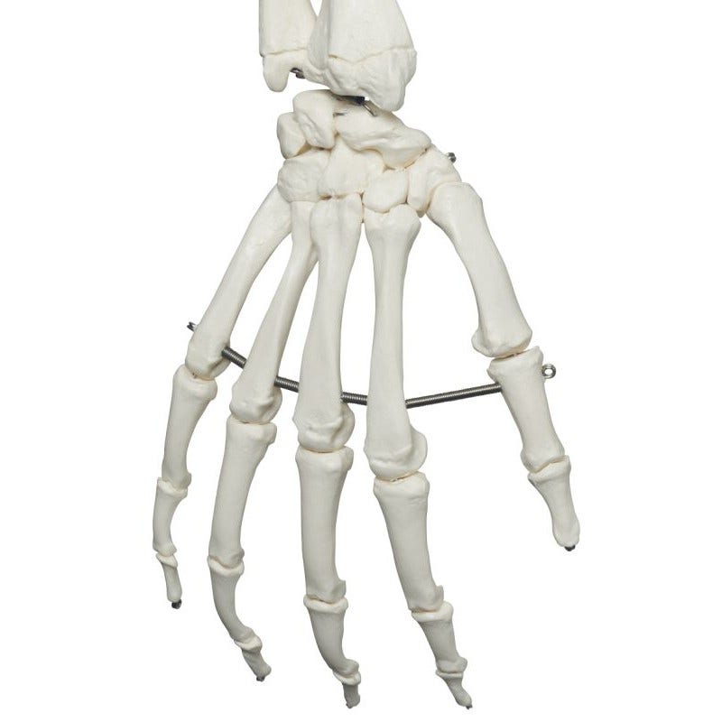Skelet